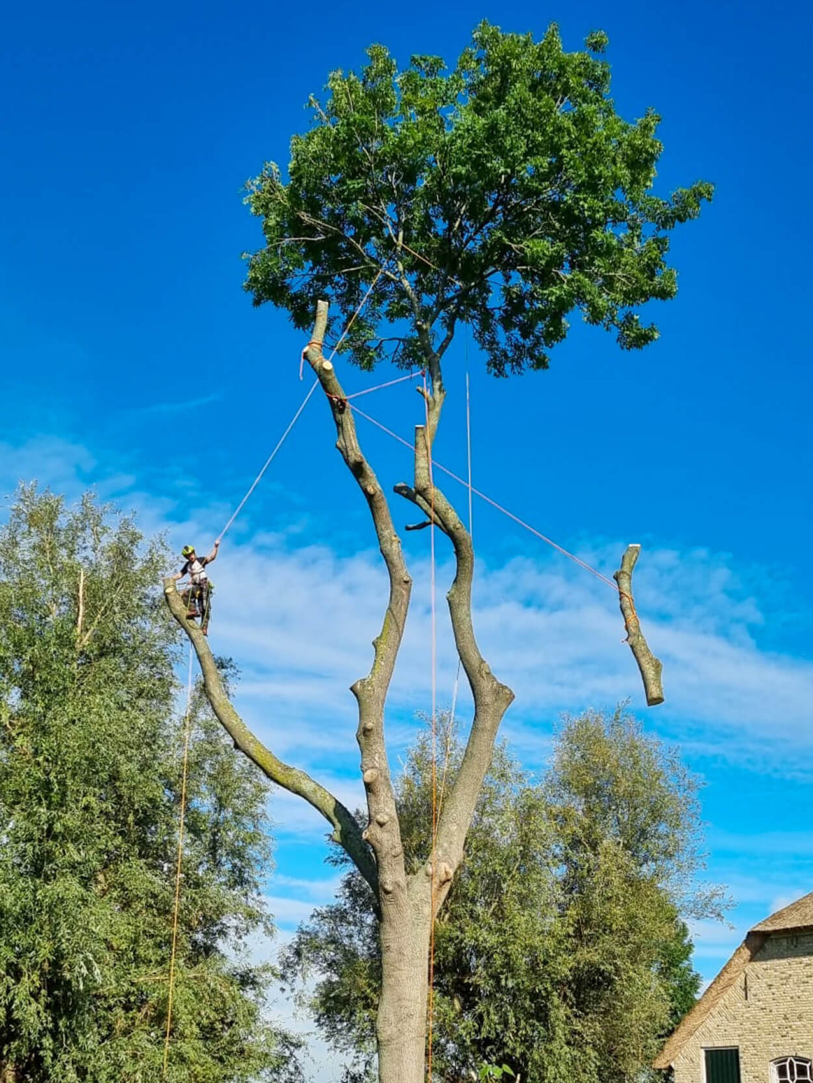 Bomen rooien - Lorsheijd Groen